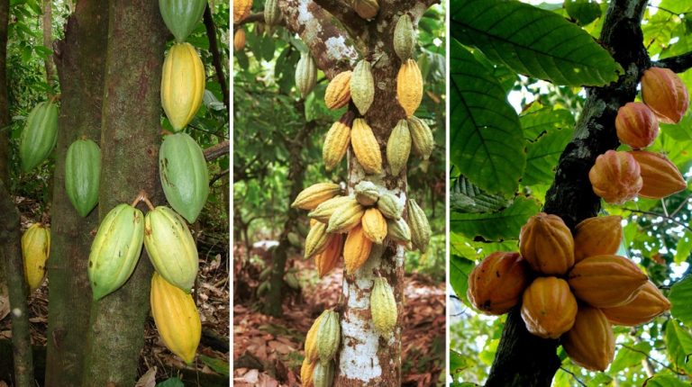 The Cacao Plant: A Tropical Treasure - Koakao Chocolate Experience